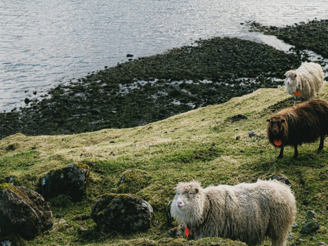 Everything You Need to Know About Booking Flights to the Faroe Islands ...