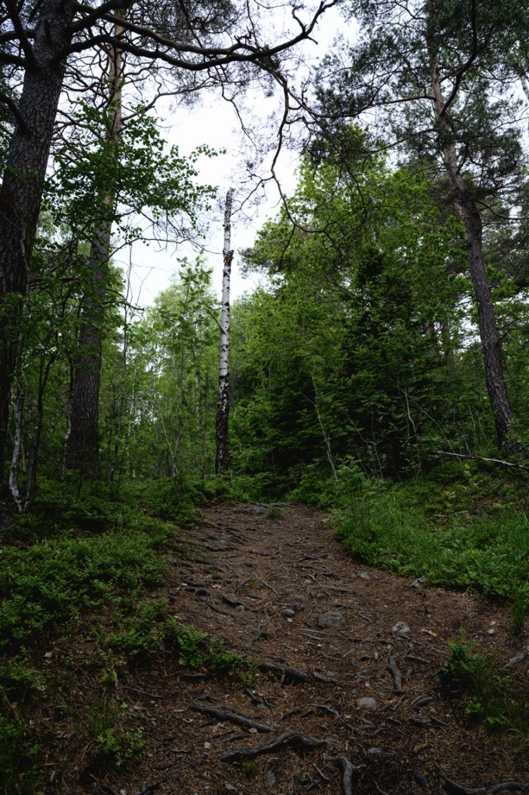Grefsenkollen: An Easy Hike With Rewarding Views of Oslo